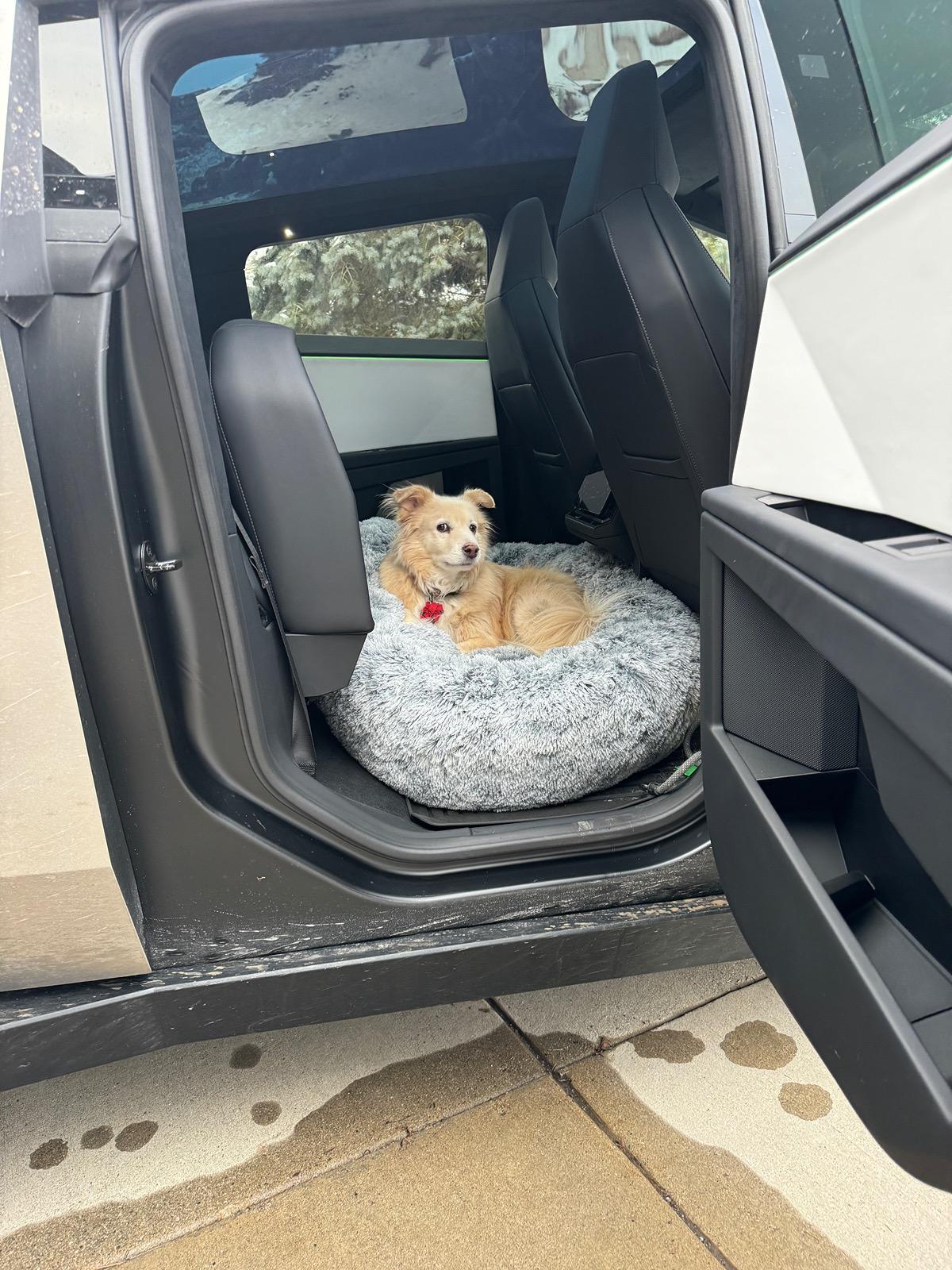 Show your Cybertruck Puppy 🐶, Cat 😺, llama, 🦙 or anything else. | Tesla ...