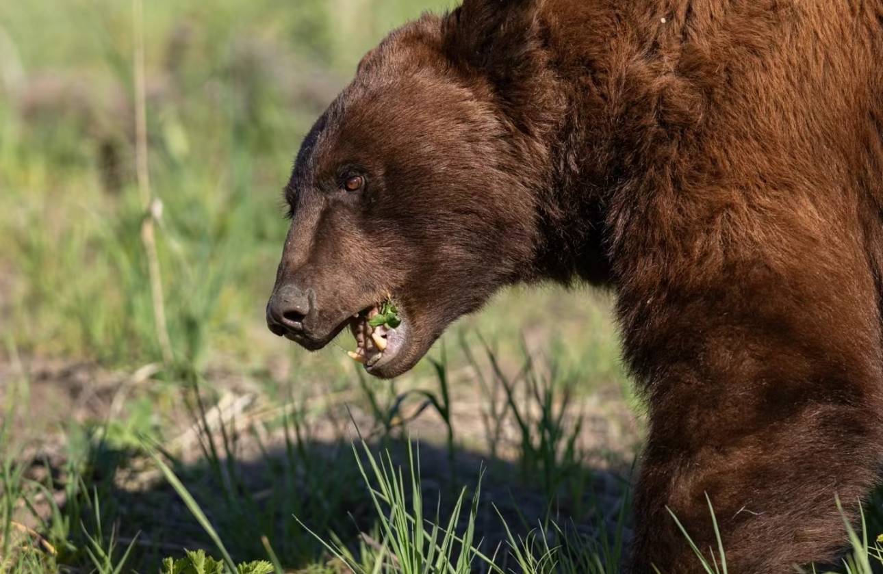 Grizzlies, Black Bears, and One Unforgettable Yellowstone Camping ...