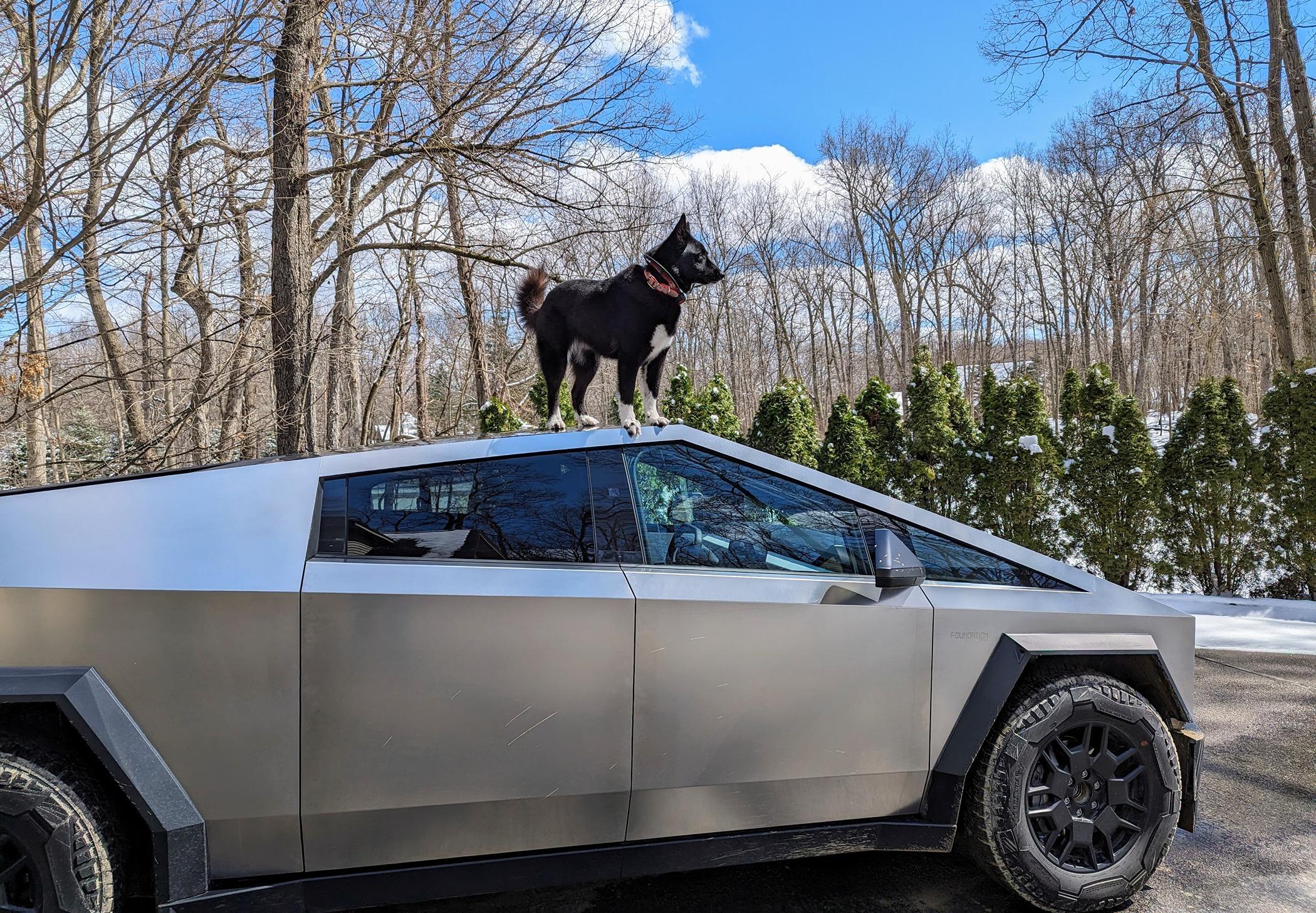 Show your Cybertruck Puppy 🐶, Cat 😺, llama, 🦙 or anything else. | Tesla ...