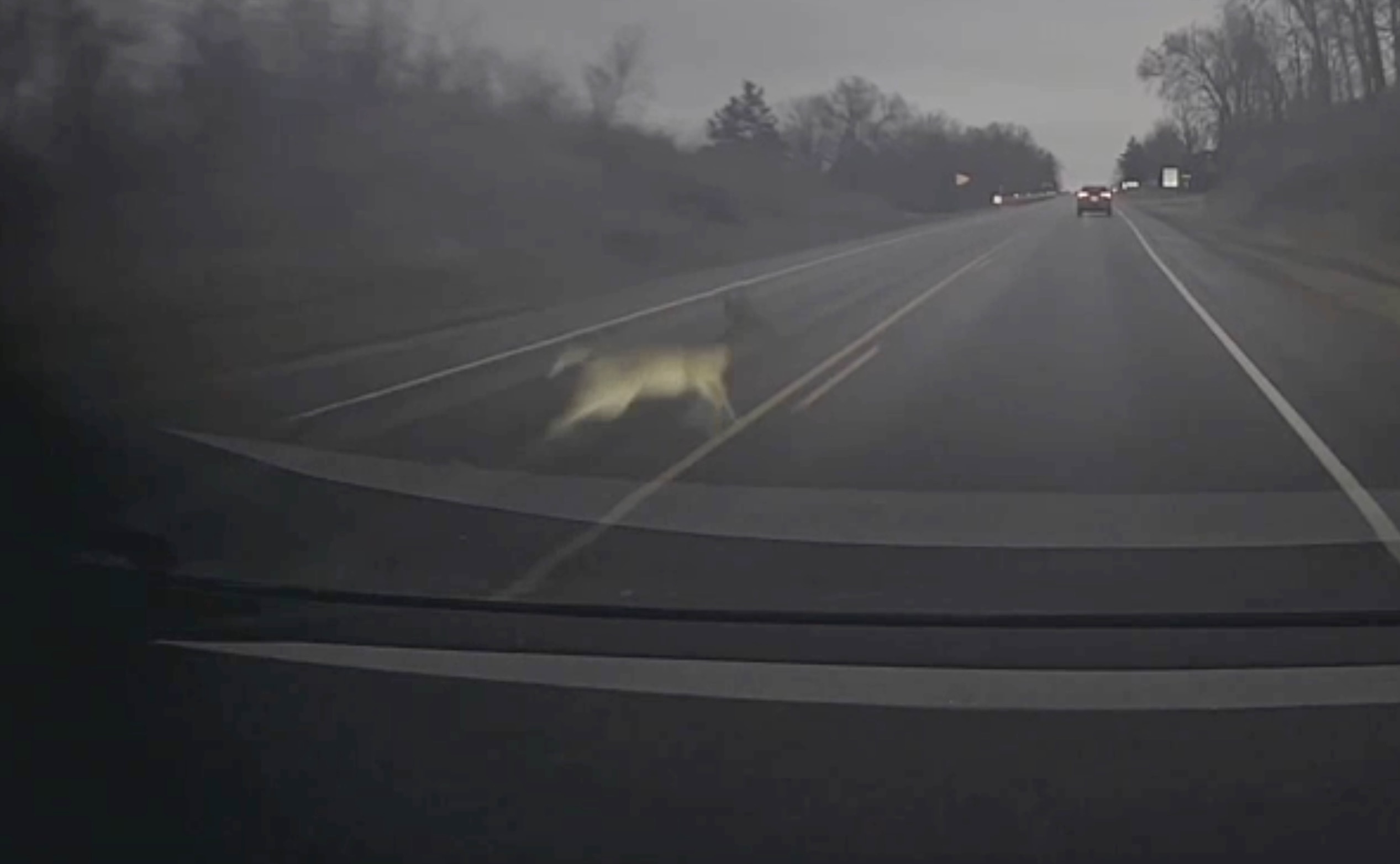 Cybertruck - 1 Deer - 0; Deer strike at 60 MPH (Video Added & Graphic ...